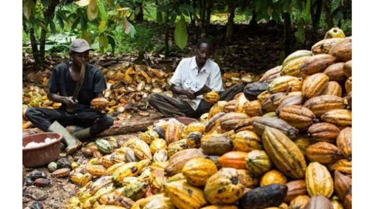 AVCA | Norfund invests in OH Ecosystems to create jobs in cocoa ...